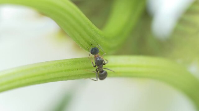 Tickle Video Footage – Browse 4,986 HD Stock Video and Footage | Adobe ...