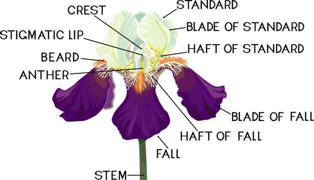 Iris Flower Diagram