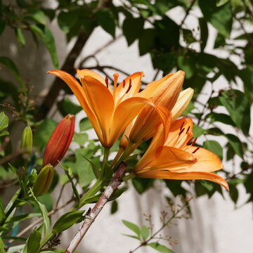 รูปภาพBulbille – เลือกดูภาพถ่ายสต็อก เวกเตอร์ และวิดีโอ100 | Adobe Stock