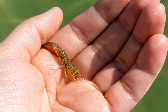 Pleocyemata Bilder – Durchsuchen 384 Archivfotos, Vektorgrafiken und ...