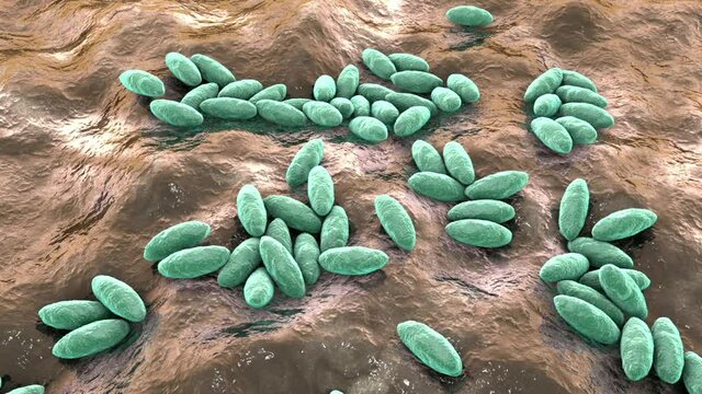 Brucella Images – Browse 208 Stock Photos, Vectors, and Video | Adobe Stock