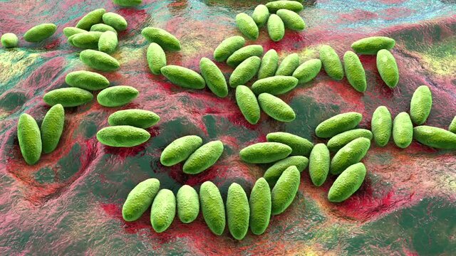 Brucella Images – Browse 219 Stock Photos, Vectors, and Video | Adobe Stock