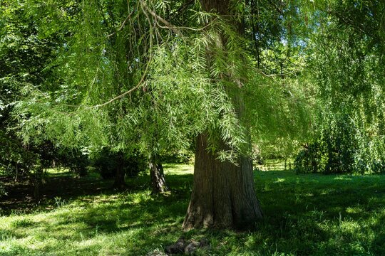 Ahuehuete Bilder – Durchsuchen 358 Archivfotos, Vektorgrafiken und ...