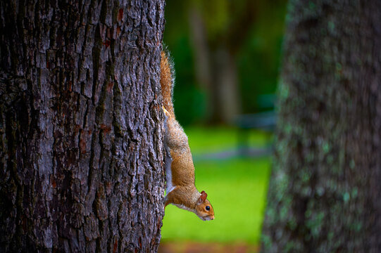 Flickertail Bilder – Durchsuchen 267 Archivfotos, Vektorgrafiken und ...