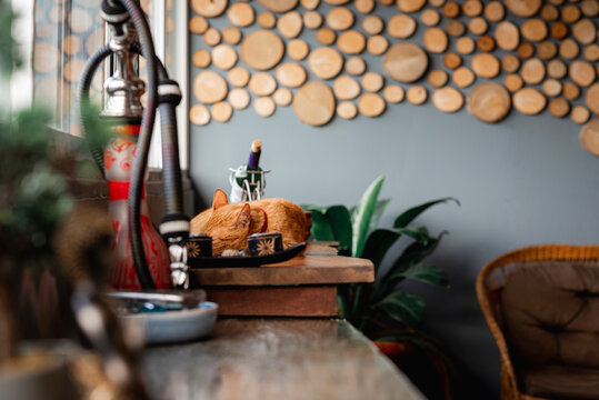 Flojo Bilder – Durchsuchen 89 Archivfotos, Vektorgrafiken und Videos ...