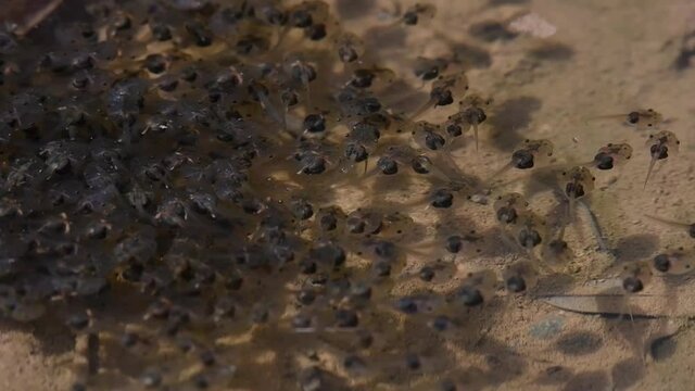 Obrázky Trypophobia – procházejte fotografie, vektory a videa 634 ...
