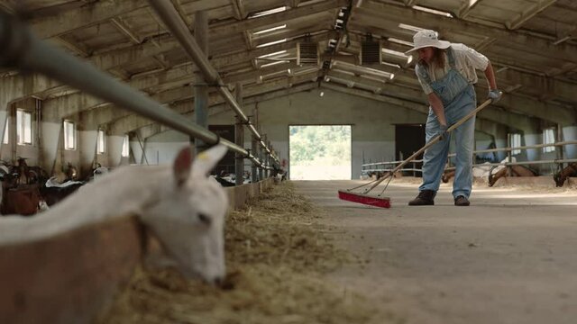 Countryman 影像 – 瀏覽 15,298 個素材庫相片、向量圖和影片 | Adobe Stock