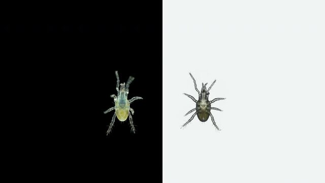 Acari Bilder – Durchsuchen 10,382 Archivfotos, Vektorgrafiken und ...