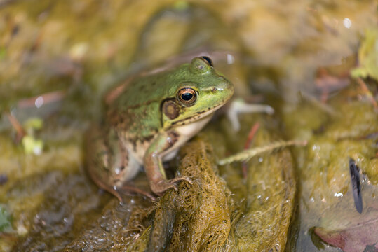 รูปภาพSalientia – เลือกดูภาพถ่ายสต็อก เวกเตอร์ และวิดีโอ5,348 | Adobe Stock