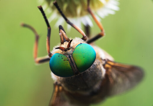 Tafano Images – Browse 48 Stock Photos, Vectors, and Video | Adobe Stock