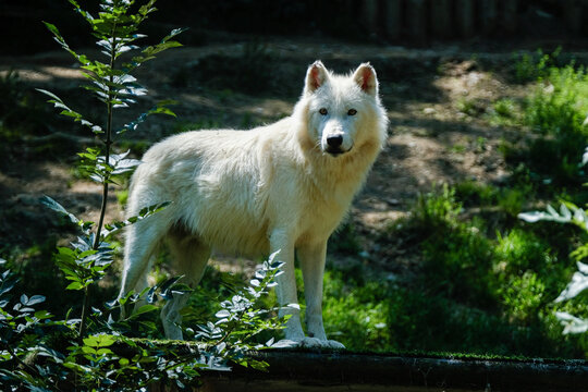 「Artique」の写真素材 | 484件の無料イラスト画像 | Adobe Stock