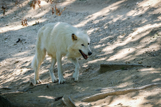「Artique」の写真素材 | 484件の無料イラスト画像 | Adobe Stock