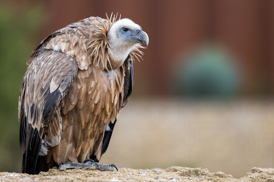 Aasgeier Bilder – Durchsuchen 5,909 Archivfotos, Vektorgrafiken und ...
