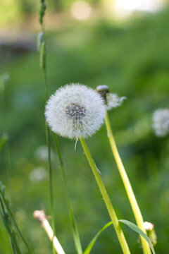 Graspollen Bilder – Durchsuchen 5,326 Archivfotos, Vektorgrafiken und ...