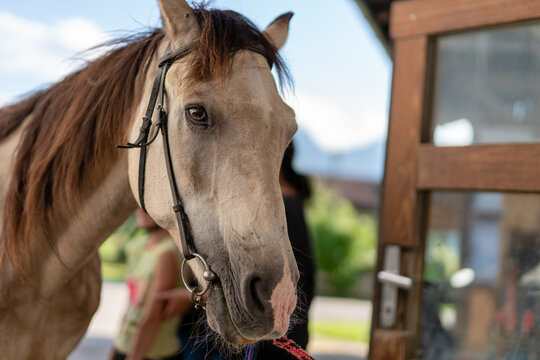 Cadaverin Bilder – Durchsuchen 94,356 Archivfotos, Vektorgrafiken und ...