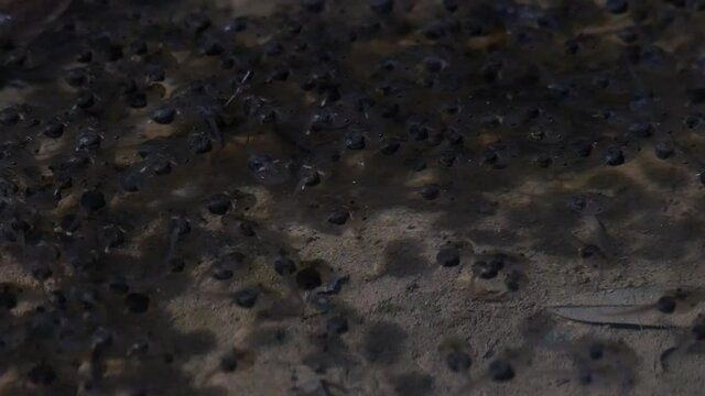 Undulatory Images – Browse 1,396 Stock Photos, Vectors, and Video ...