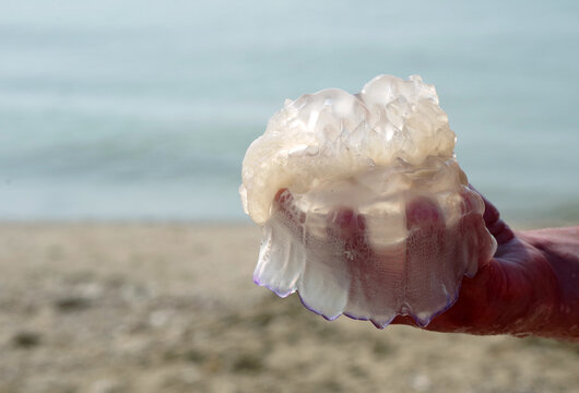 Nettle-Fish bilder – Bläddra bland 989 stockfoton, vektorer och videor ...