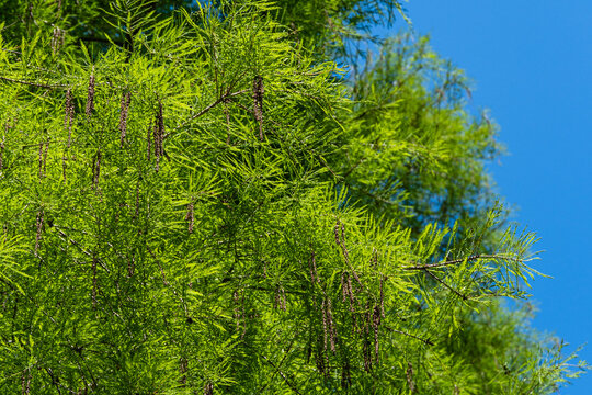 Ahuehuete Bilder – Durchsuchen 358 Archivfotos, Vektorgrafiken und ...