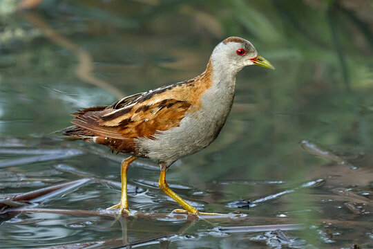 「Parva」の画像 - 1,586 件の Stock 写真、ベクターおよびビデオ | Adobe Stock