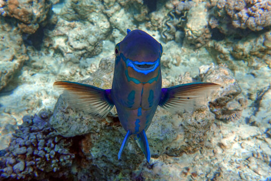 Pollyfish bilder – Bläddra bland 6,873 stockfoton, vektorer och videor ...