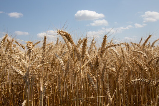 Weichweizen bilder – Bläddra bland 174 stockfoton, vektorer och videor ...