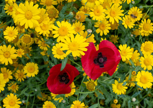 Pinn Images – Parcourir 993 le catalogue de photos, vecteurs et vidéos ...