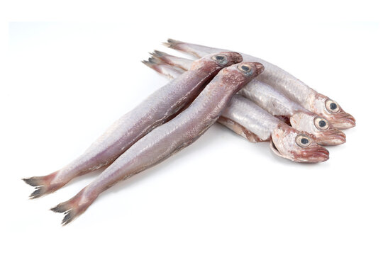 Arenque Bilder – Durchsuchen 167 Archivfotos, Vektorgrafiken und Videos ...