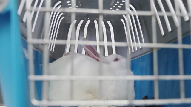 Rabbit Testing Bilder – Durchsuchen 19,468 Archivfotos, Vektorgrafiken ...