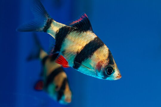 「Cyprinids」の画像 - 5,424 件の Stock 写真、ベクターおよびビデオ | Adobe Stock