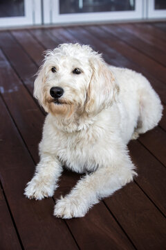 White Poodle Lab Mix