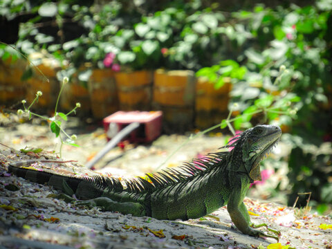 รูปภาพAcrodonta – เลือกดูภาพถ่ายสต็อก เวกเตอร์ และวิดีโอ11,557 | Adobe ...