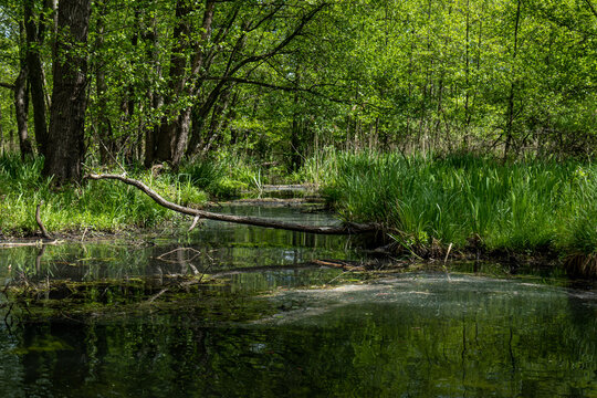 Auwald Images – Browse 2,892 Stock Photos, Vectors, and Video | Adobe Stock