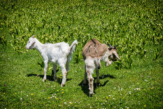 "Two Goats" Images – Browse 134 Stock Photos, Vectors, and Video ...