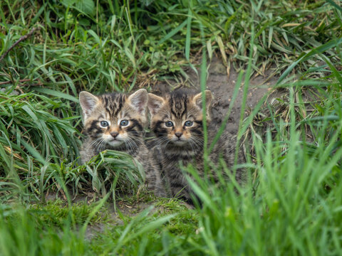 Obrazy ("Scottish Wildcat") — zdjęcia, wektory i wideo bez tantiem (406 ...
