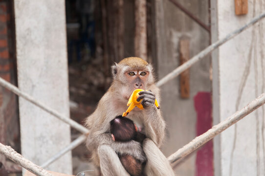 รูปภาพCynomolgus – เลือกดูภาพถ่ายสต็อก เวกเตอร์ และวิดีโอ17,847 | Adobe ...