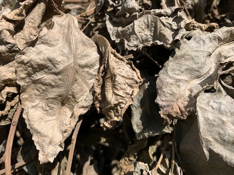 Cigar Paper Texture Bilder – Durchsuchen 1,644 Archivfotos ...