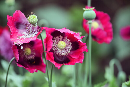 "Opium Poppy" Images – Browse 18,134 Stock Photos, Vectors, and Video ...