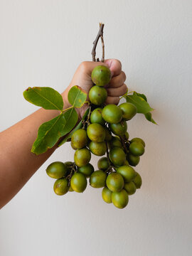 Kinnip Bilder – Durchsuchen 3,314 Archivfotos, Vektorgrafiken und ...