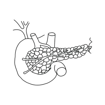Pancreas Coloring Page