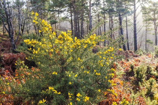 Imágenes de Tojo: descubre bancos de fotos, ilustraciones, vectores y ...