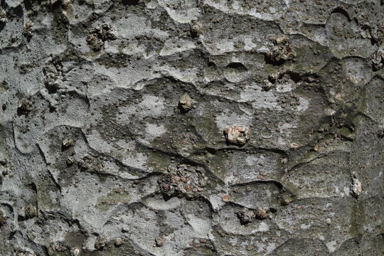 「Nagi」の画像 - 8,092 件の Stock 写真、ベクターおよびビデオ | Adobe Stock