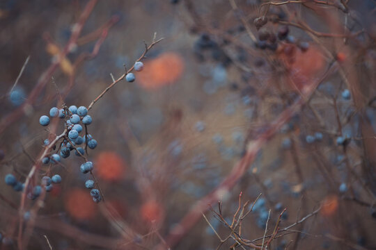 "Sloe Berry" Images – Browse 202 Stock Photos, Vectors, and Video ...