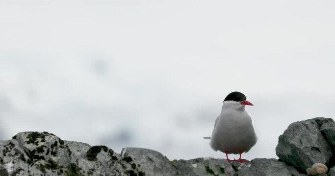 Imágenes de Perca: descubre bancos de fotos, ilustraciones, vectores y ...