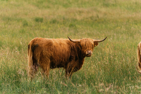 รูปภาพ"Scottish Cattle" – เลือกดูภาพถ่ายสต็อก เวกเตอร์ และวิดีโอ358 ...