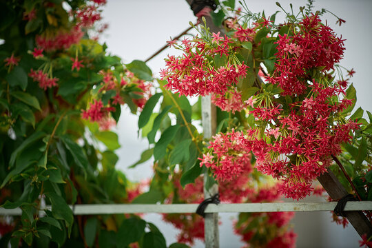 Niyog-Niyogan Images – Browse 1,821 Stock Photos, Vectors, and Video ...