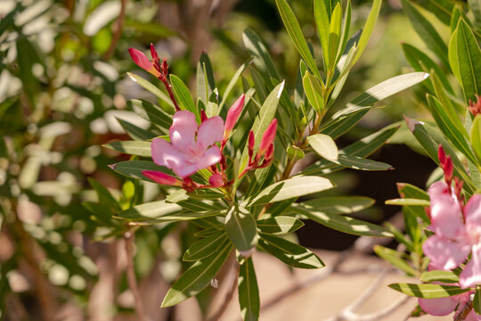 Touch-Me-Not Images – Browse 17,406 Stock Photos, Vectors, and Video | Adobe Stock