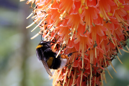 「Butine」の写真素材 | 1,865件の無料イラスト画像 | Adobe Stock