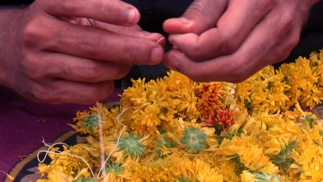 Imágenes de Galgota: descubre bancos de fotos, ilustraciones, vectores ...