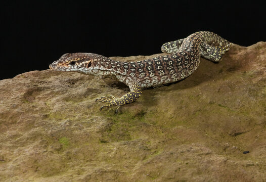 Blue Spotted Timor Monitor