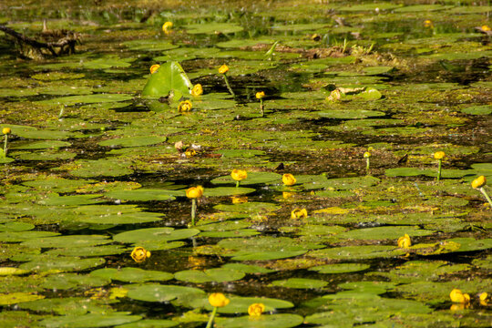 รูปภาพLily-Pad – เลือกดูภาพถ่ายสต็อก เวกเตอร์ และวิดีโอ212 | Adobe Stock